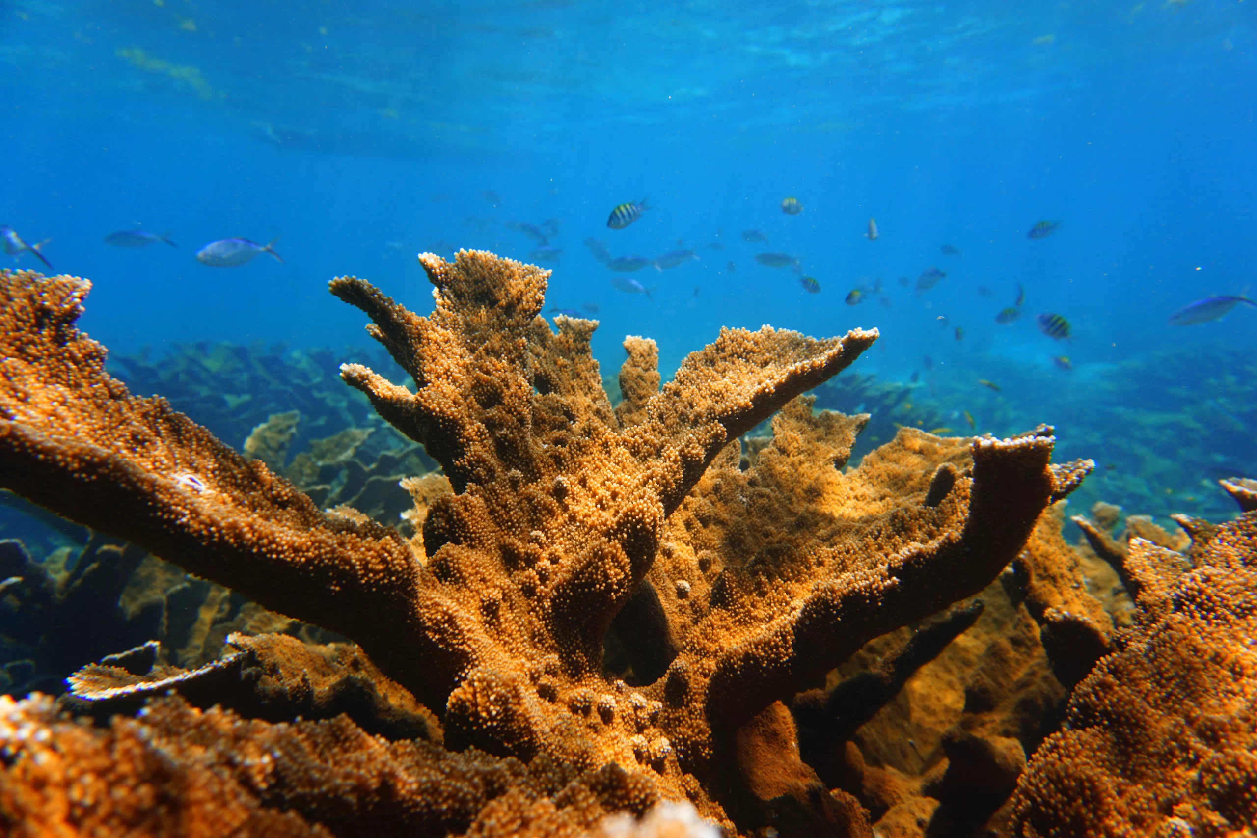 Arrecifes de Coral Más Famosos del Mundo: Descubre los Mejores